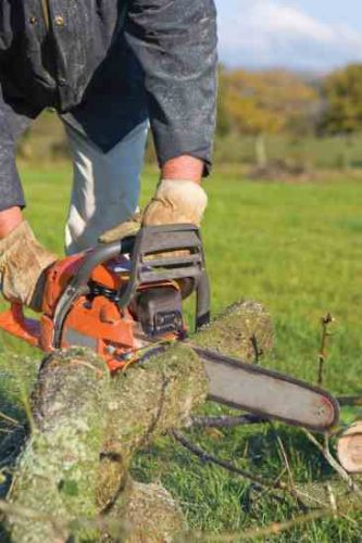 How To Cut Down A Small Tree With a Chainsaw - Grit